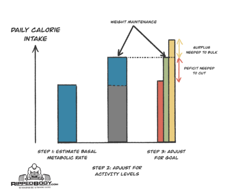 How To Set Your Calorie Intake For Fat Loss and Muscle Growth