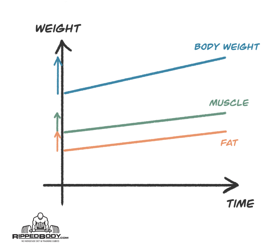 Should I Bulk vs Cut? The Definitive Guide | RippedBody.com