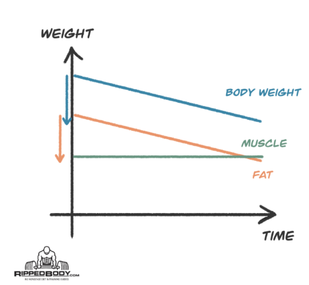 Should I Bulk vs Cut? The Definitive Guide | RippedBody.com