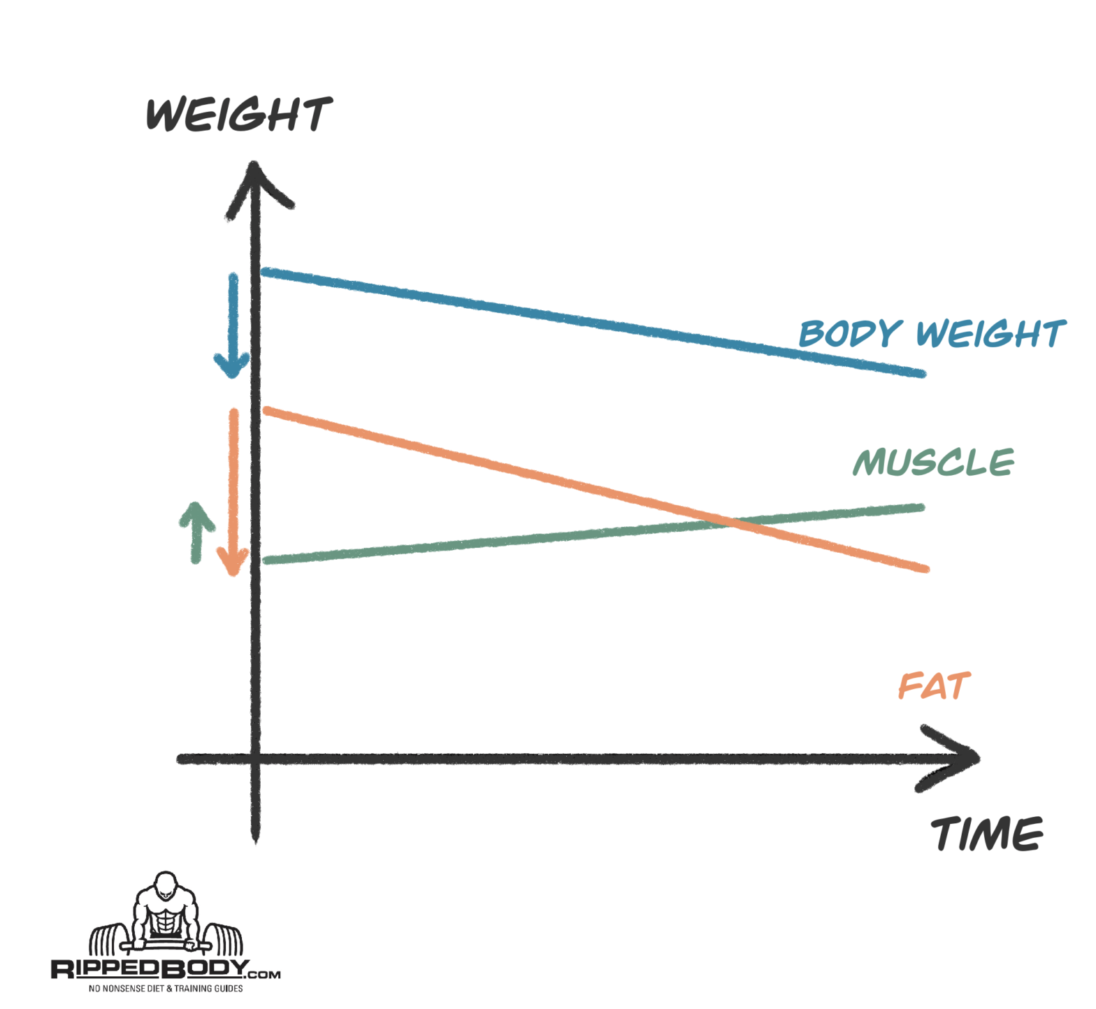 Should I Bulk vs Cut? The Definitive Guide | RippedBody.com