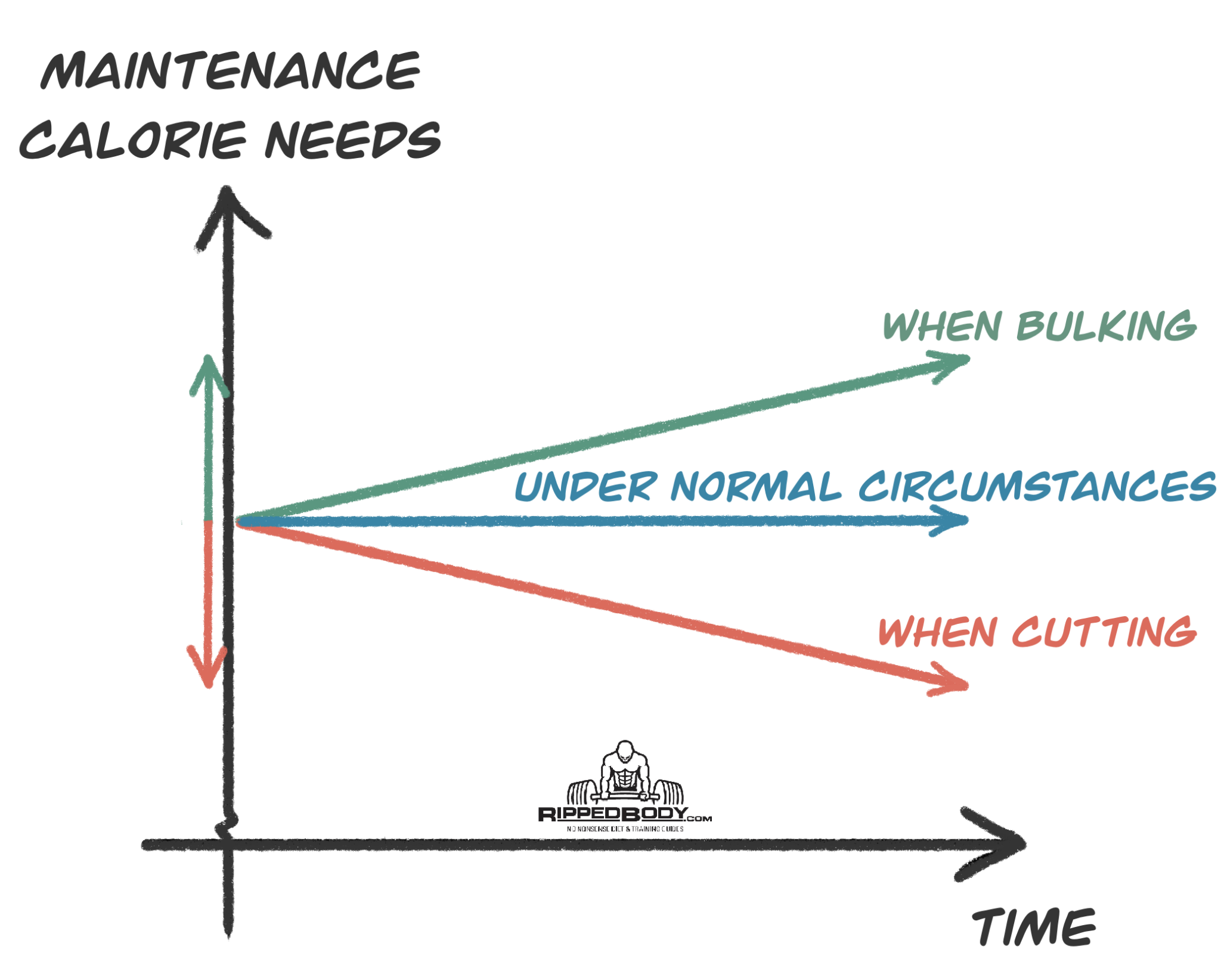 Don't Use A Calorie Calculator When You Transition Between Bulking and ...